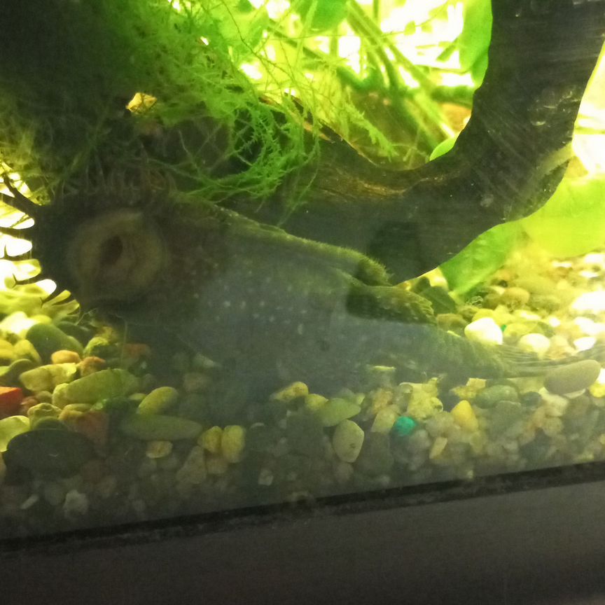 Сом анциструс