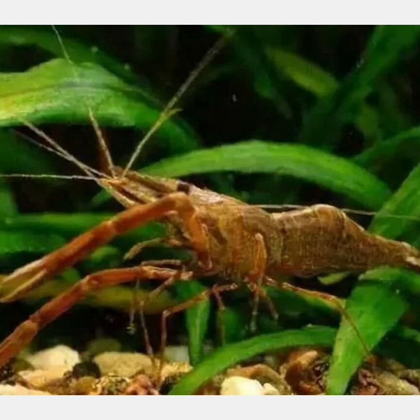 Аквариумные креветки макрабрахиум 50 за шт