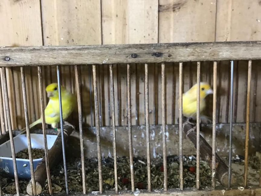 Пара канареек