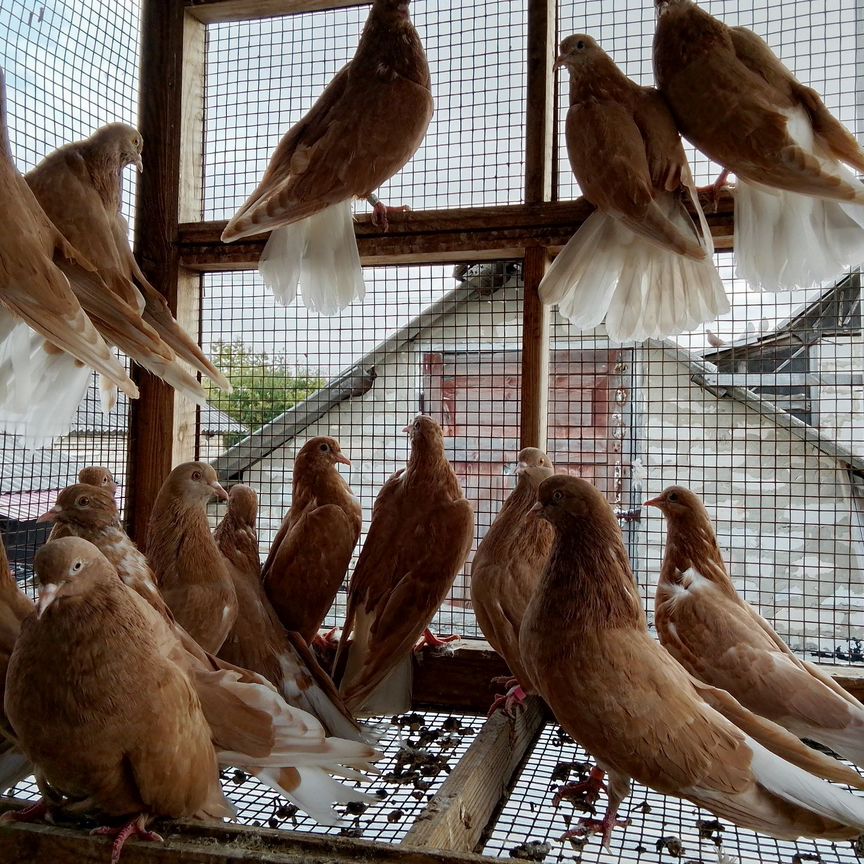 Николаевские голуби