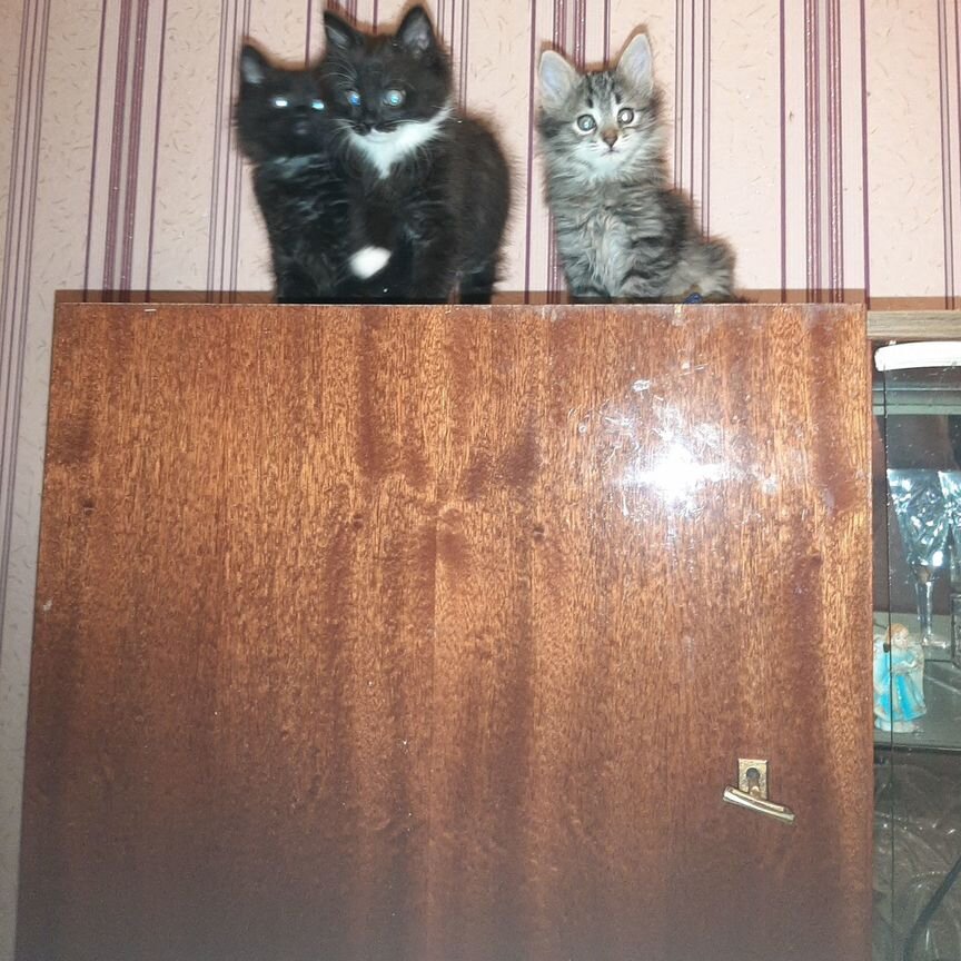 Отдам в добрые руки котят,2,5месяца