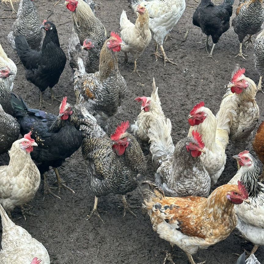 Молодые петушки