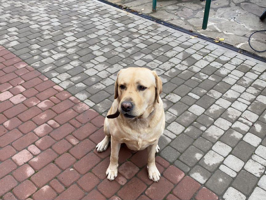 Кобель лабрадора вязка