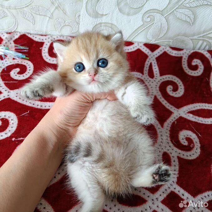 Золотые шиншиллы, котятки