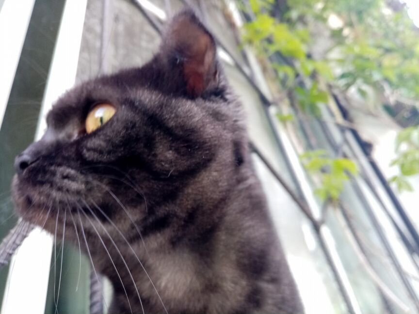 Черный котенок в добрые руки