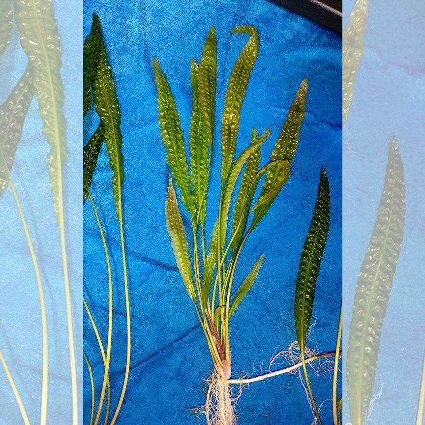 Криптокорина апоногетонолистная