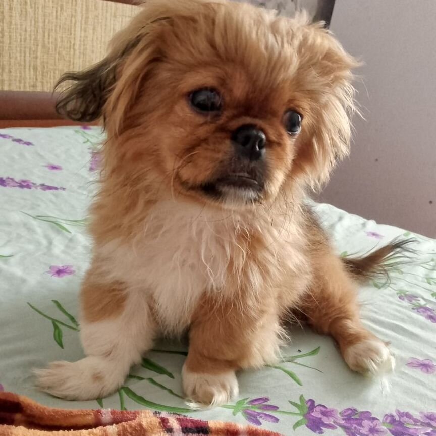 Мини пекинес