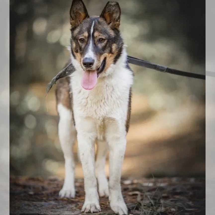 Красивый статный умница Инди,1 год