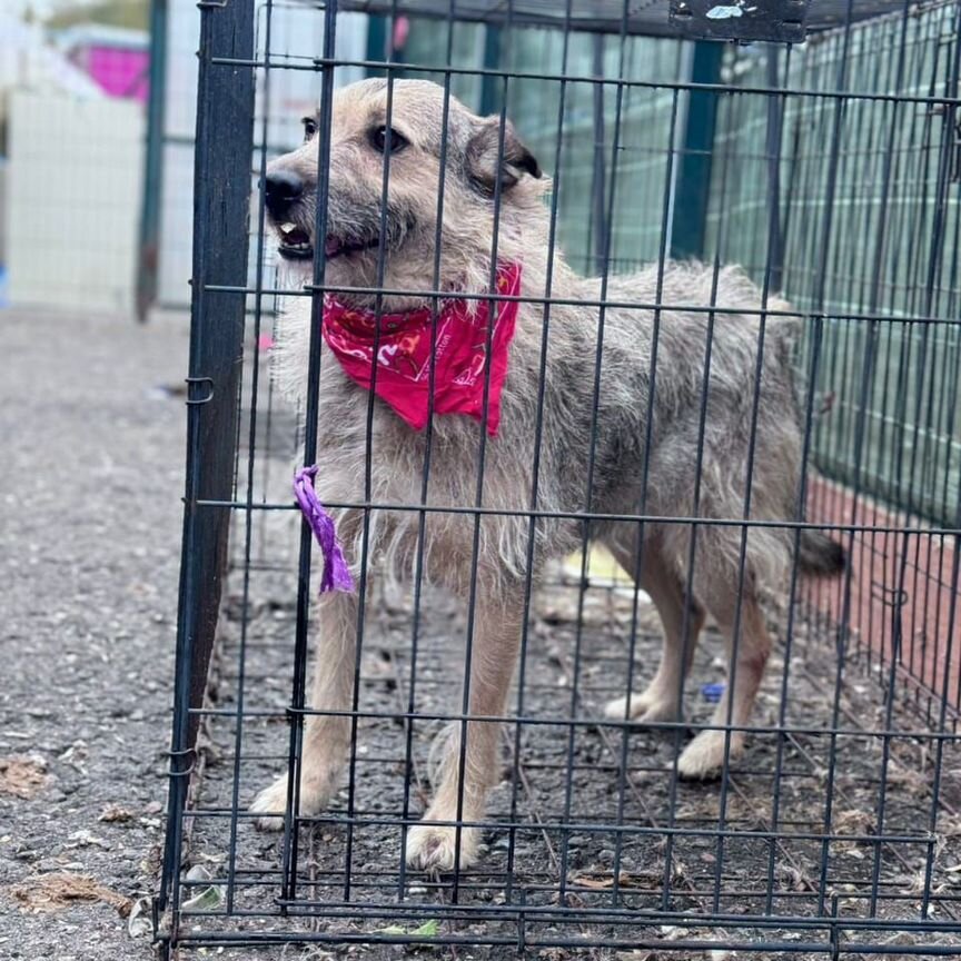 Верный в добрые руки