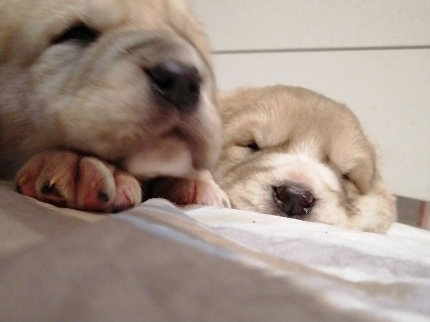 Щенки сао алабай