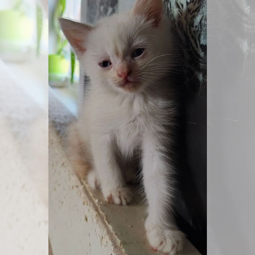 Сиамский котёнок