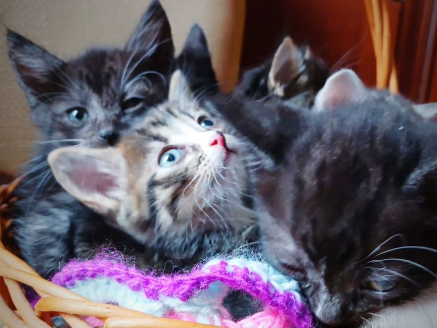 Милые котятки