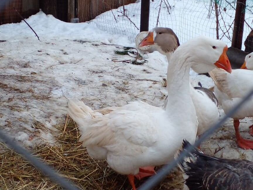 Гусь холмогор