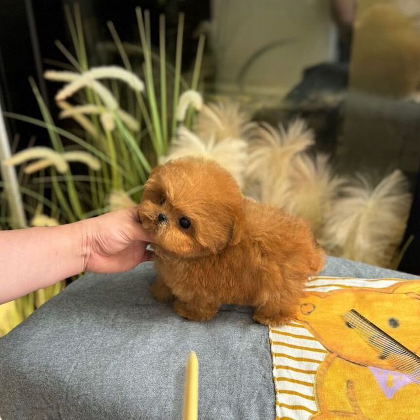 Мальтипу Тикап из Кореи