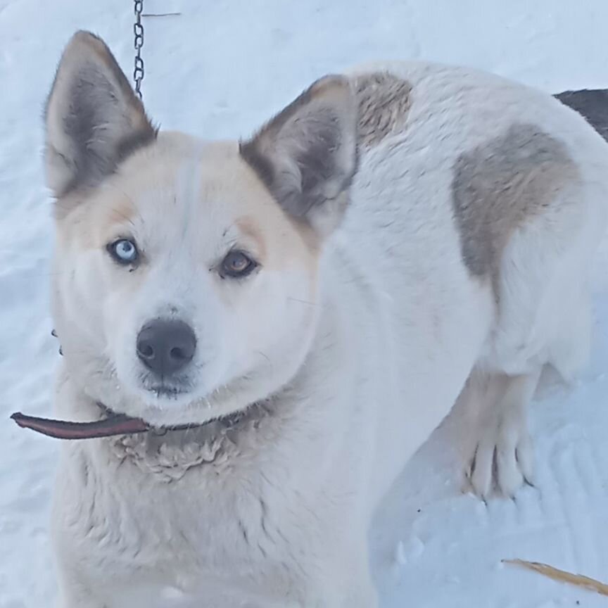 Пищевые отходы для животных из столовой