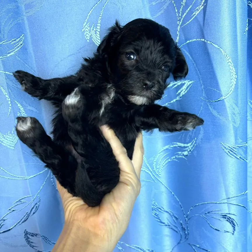 Мальтипу f1 мини baby face