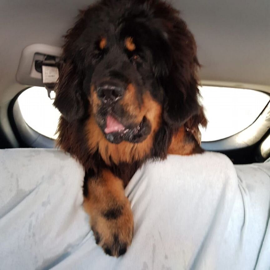 Родословная