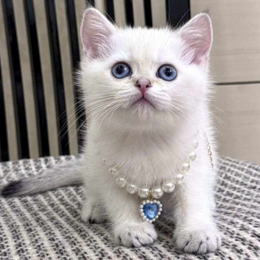 Британский короткошёрстный котёнок