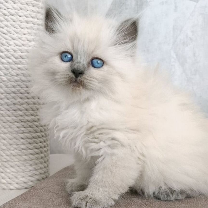 Невские маскарадные котята