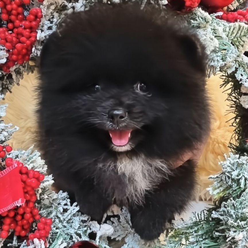 Померанский шпиц, щенок