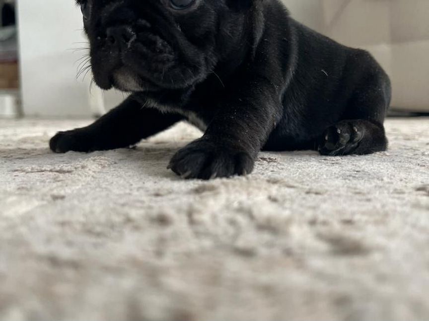 Щенки французского бульдога, 1 мес