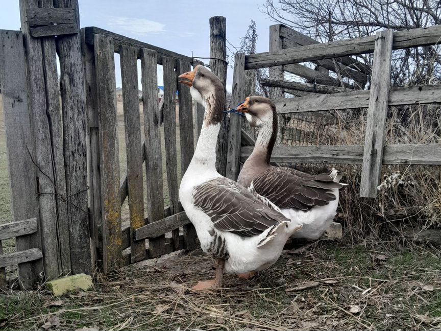Гуси холмогоры