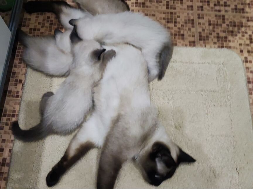 Тайские (старосиамские) котята
