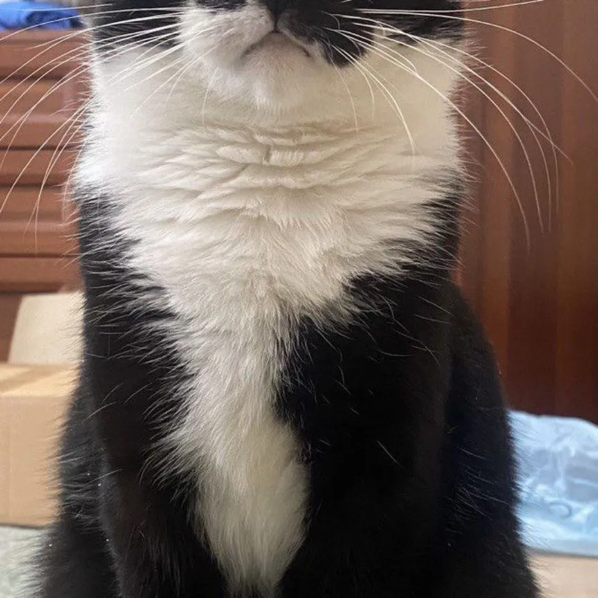 Кошечка