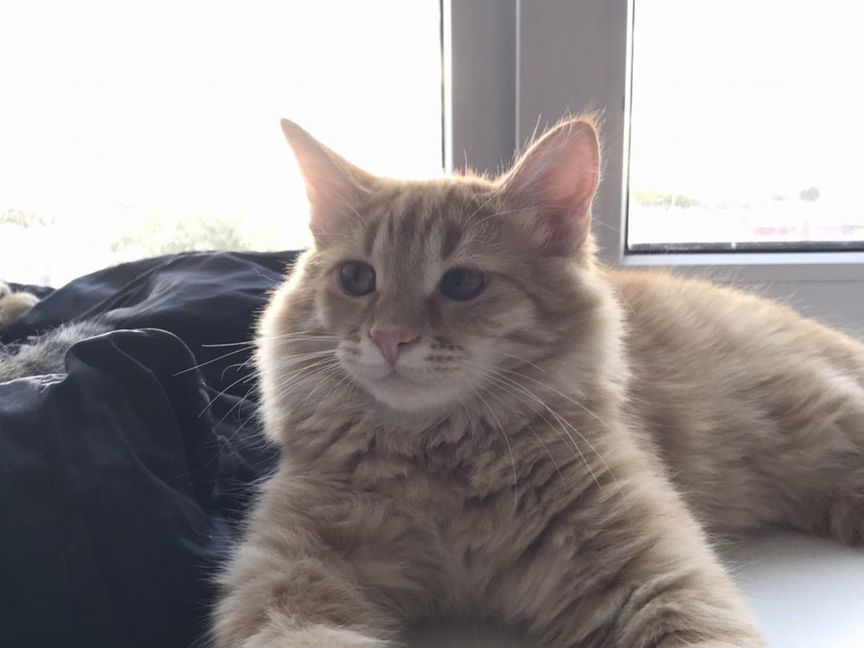 Рыжий котенок