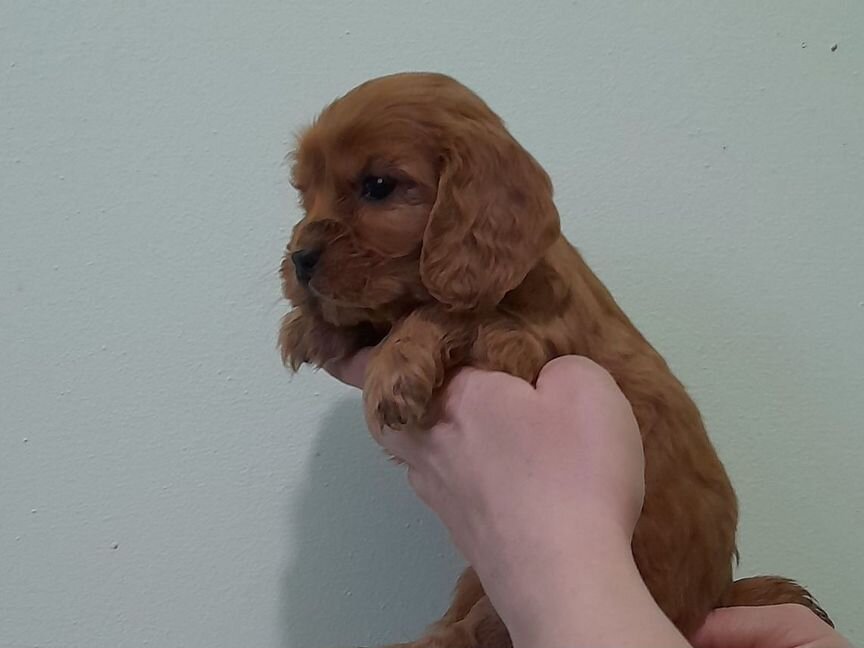 Ушастый друг