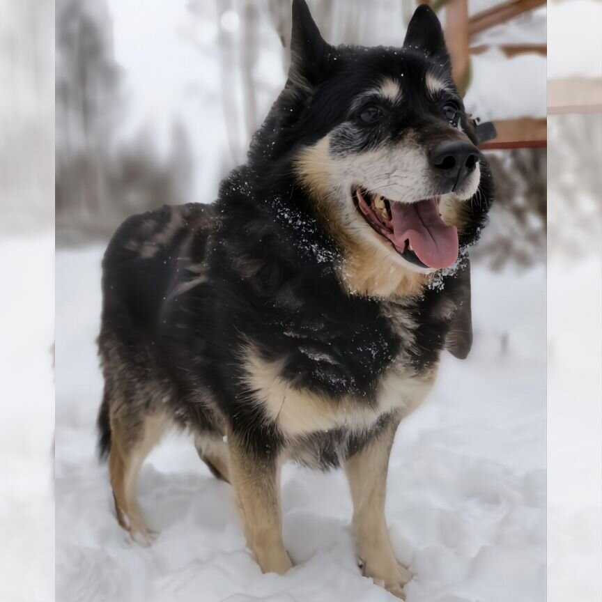 Взрослая собака в добрые руки