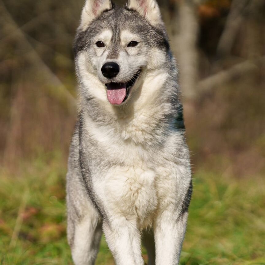 Сибирский хаски