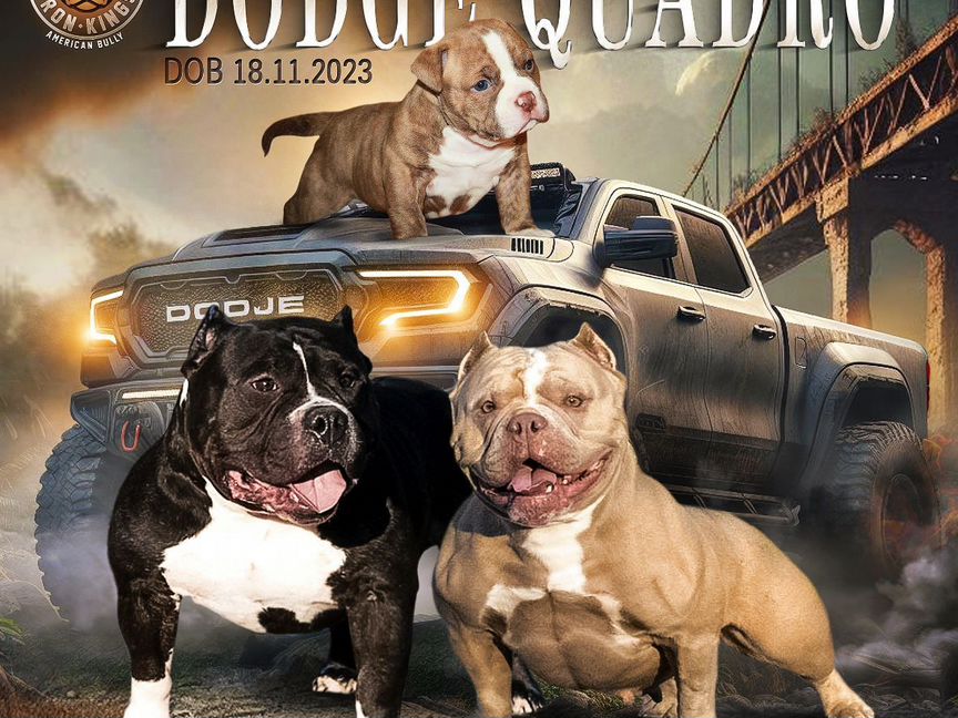 Американский булли замечательный щенок
