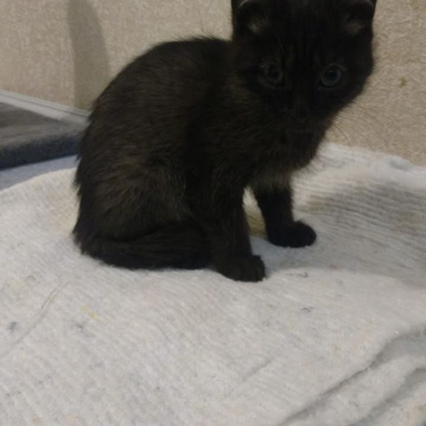 Котенок "Гек"