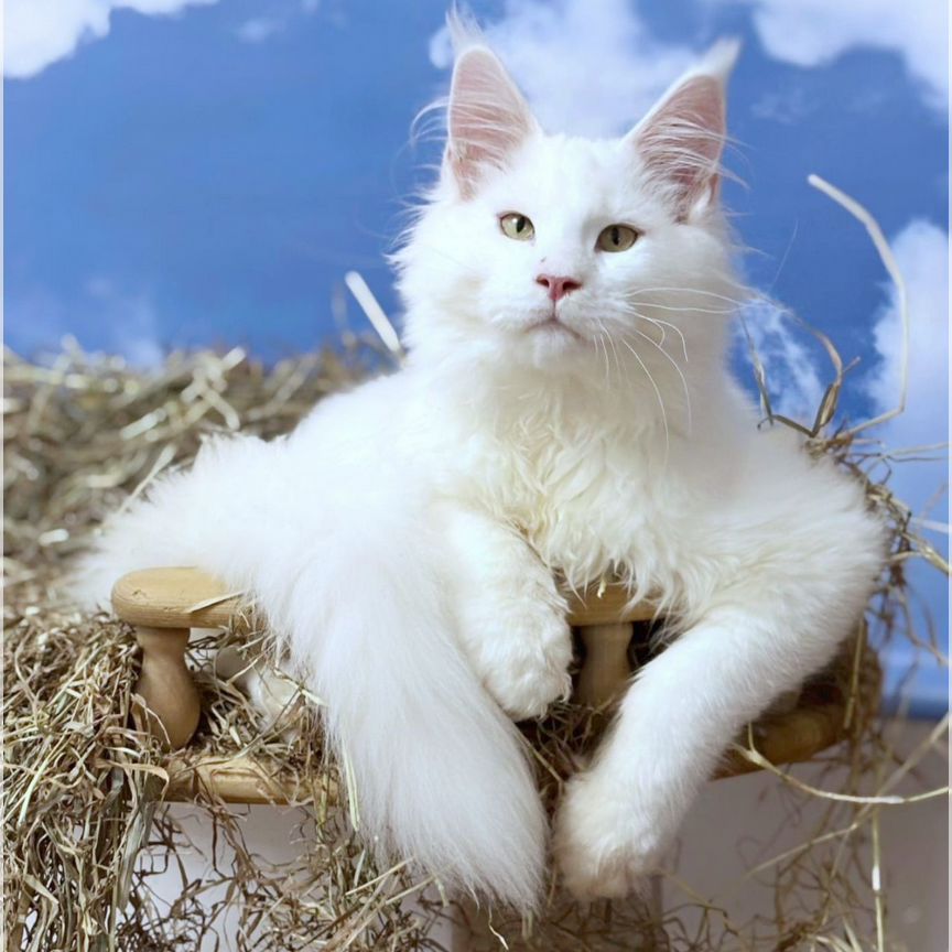 Мейн-кун котёнок