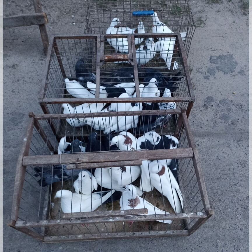 Отдам в хорошие руки