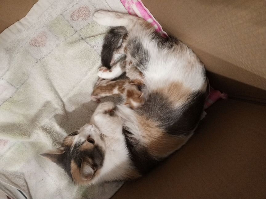 Котята в добрые руки