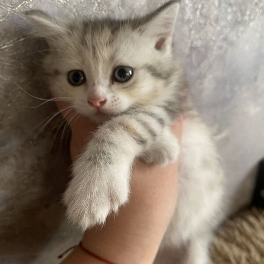 Кошки в добрые руки