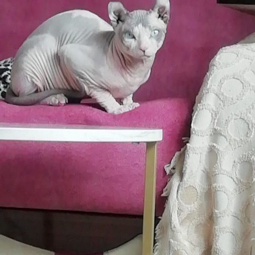 Сфинкс эльф котенок