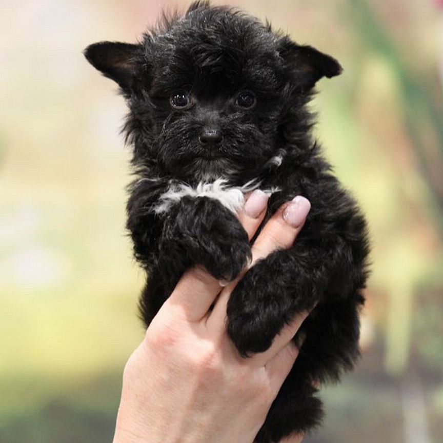 Мальтипу, щенок