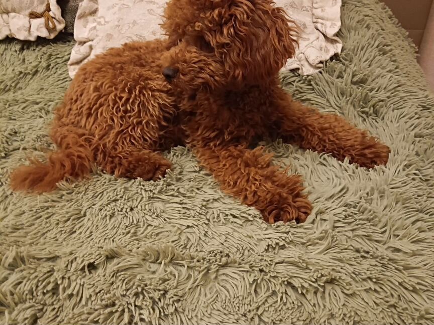 Той-пудель Рэд Браун, РКФ