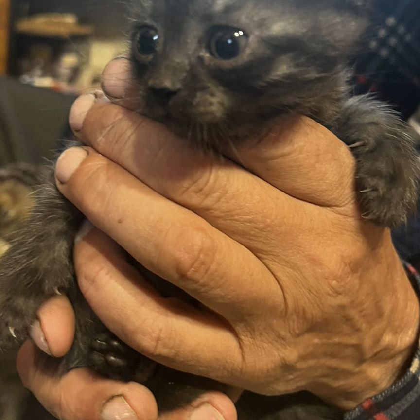 Шотландский прямоухий короткошёрстный котёнок
