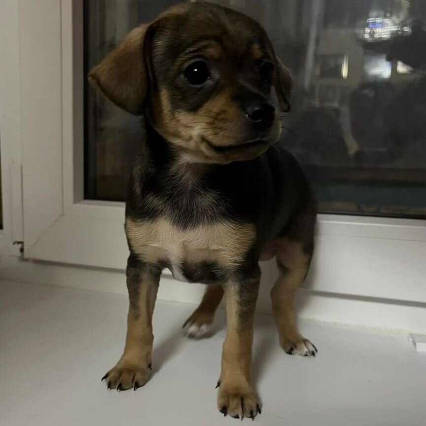 Русский той-терьер, щенок