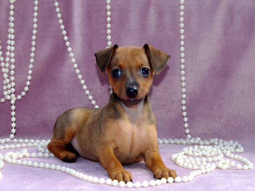 Цвергпинчер