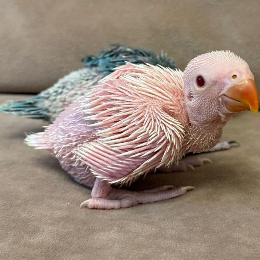 Попугай ожереловый выкормыш ручной птенец