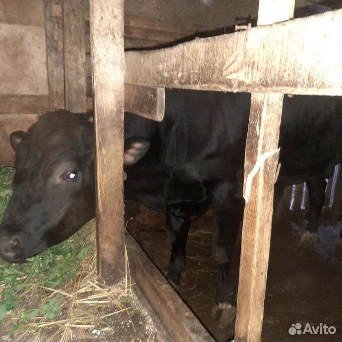 Быки на племя