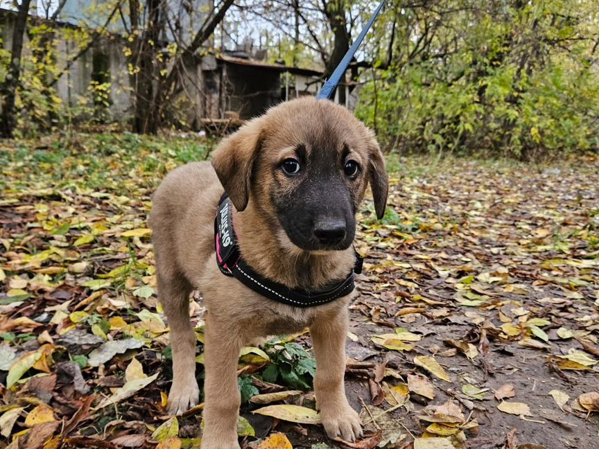 Щенок в добрые руки