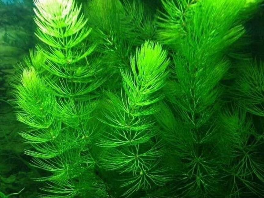 Аквариумные растения