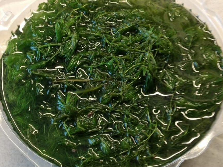 Роголистник(аквариумная ёлочка)