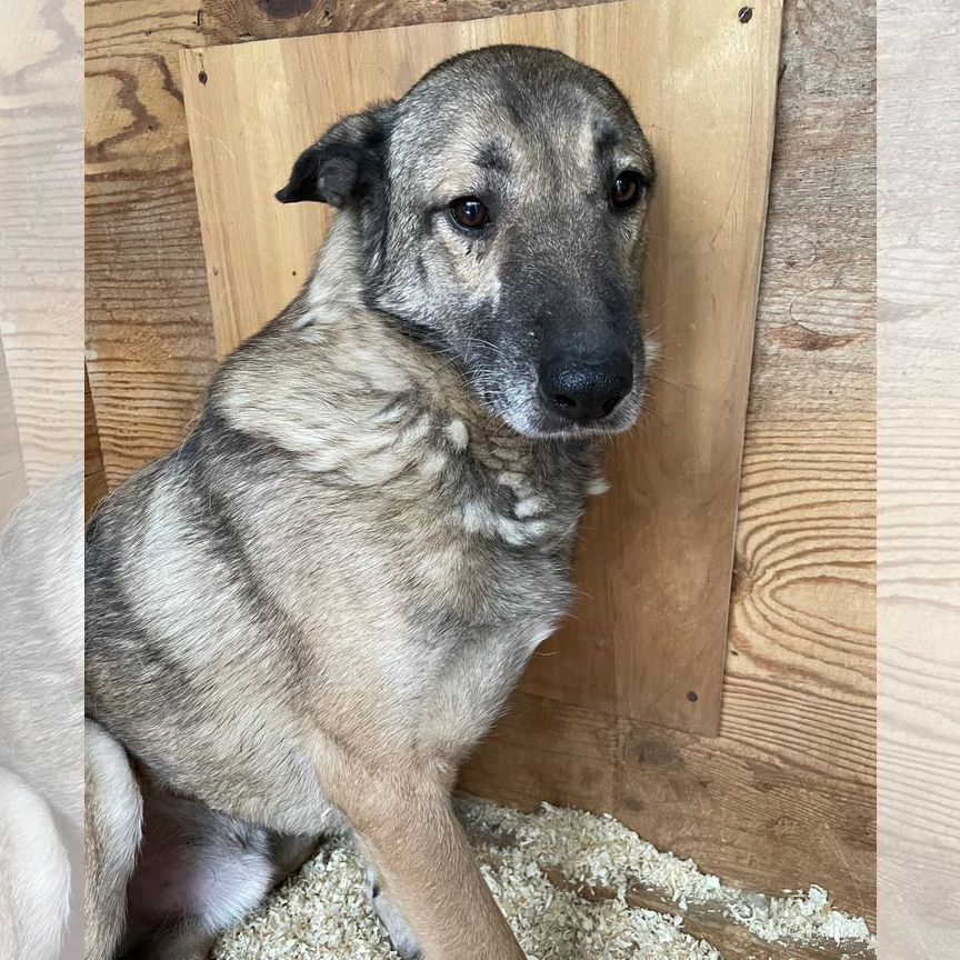 Гирос боится даже взглядв